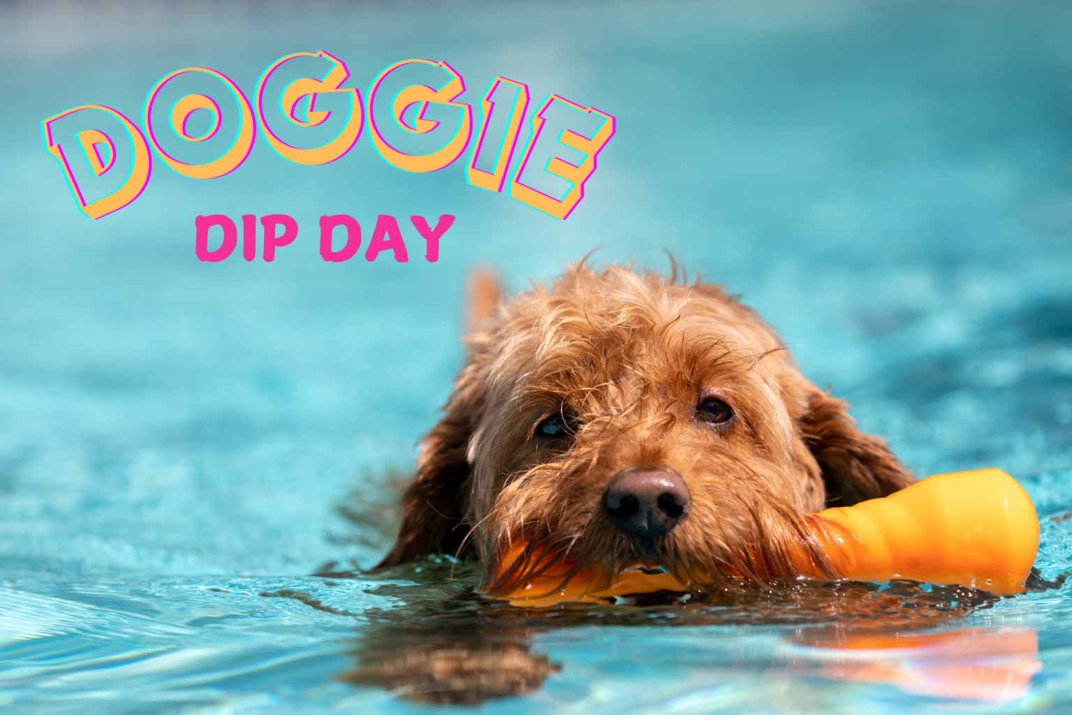 Special Events - Ken-Caryl Ranch